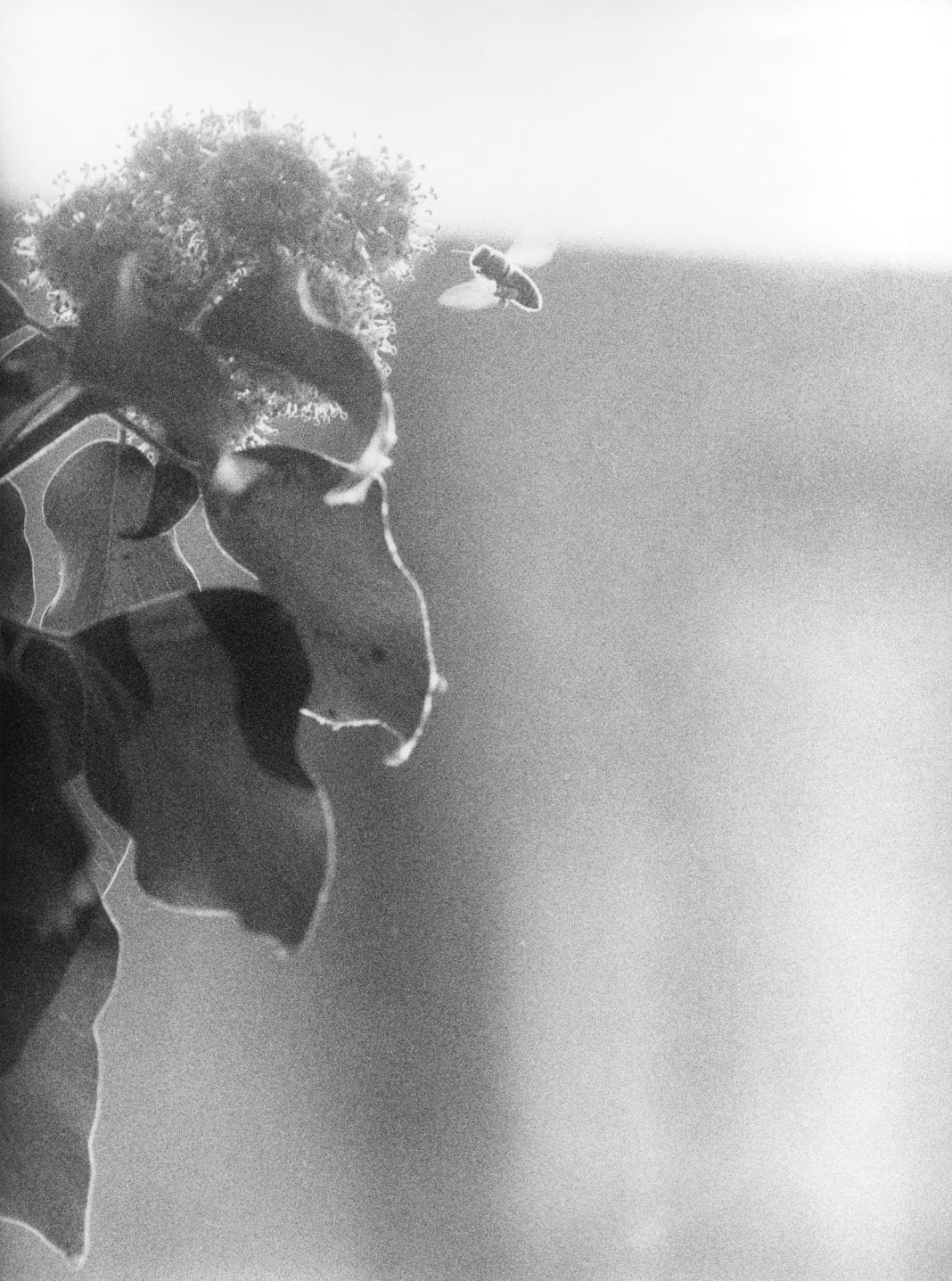 Jochen Lempert, Jardin d'hiver -le Crédac - FOMO VOX